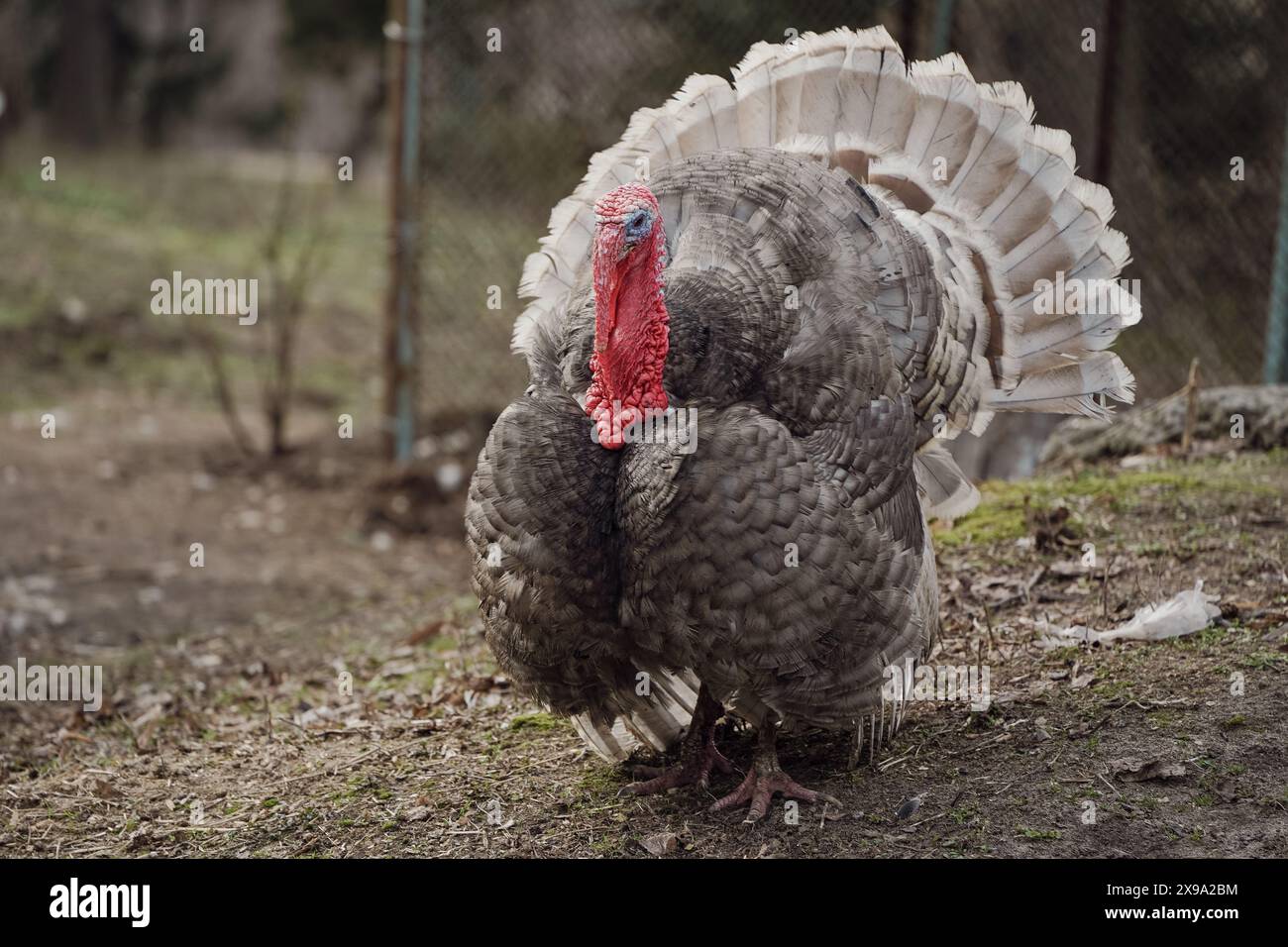 Rural countryside landscape whith broad breasted white domestic turkey ...