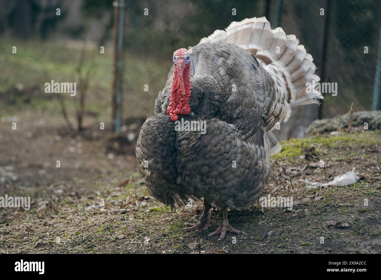 Rural countryside landscape whith broad breasted white domestic turkey ...