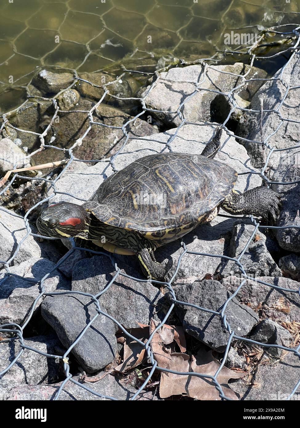 Turtle floating on water surface hi-res stock photography and images ...