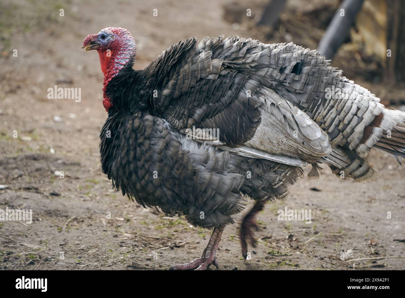 Common turkey on the birds yard close-up. Turkeys on free range farm ...