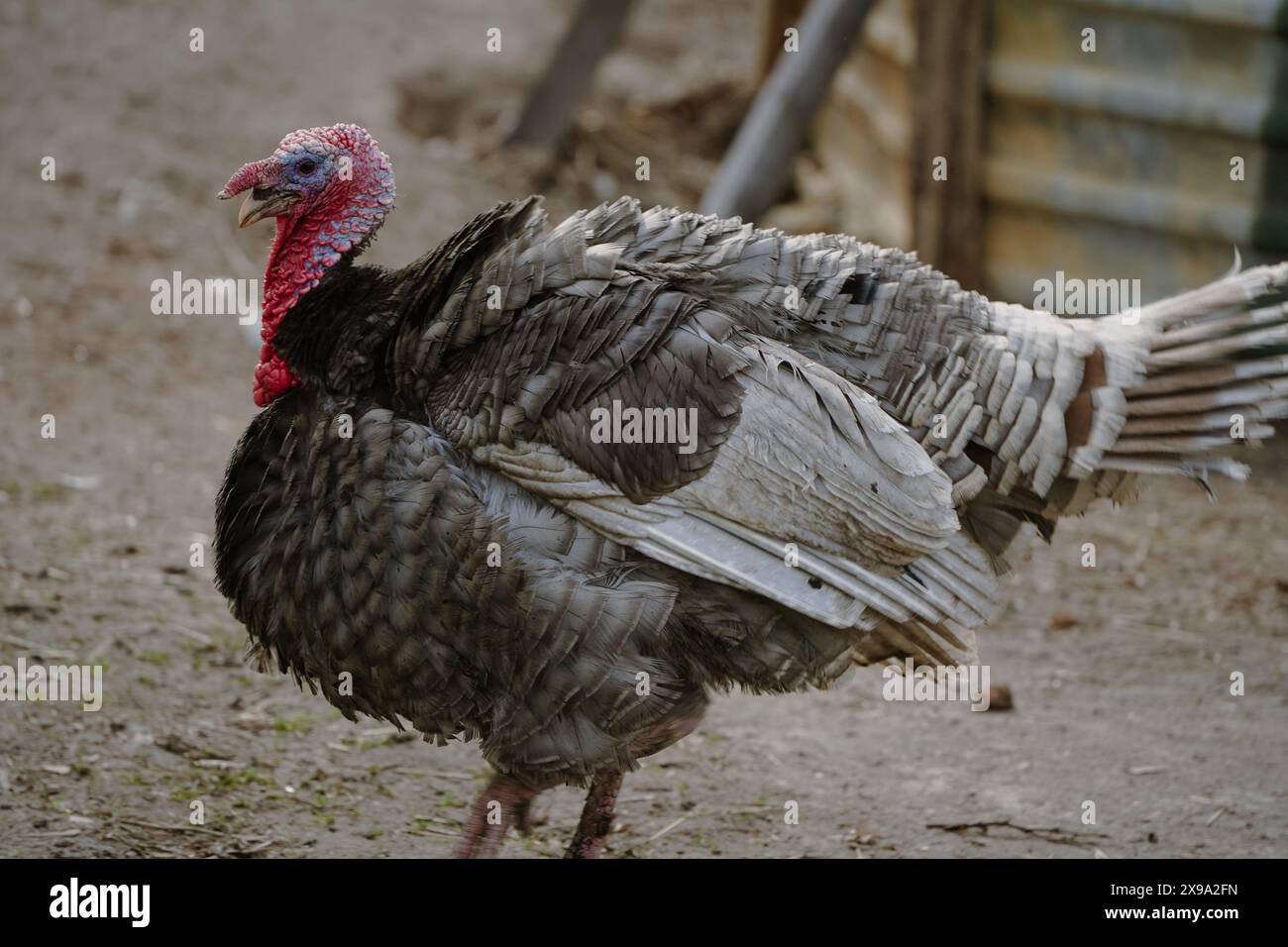 Common turkey on the birds yard close-up. Turkeys on free range farm ...