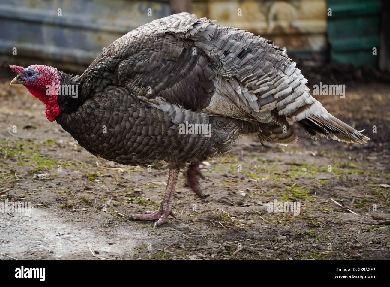 Common turkey on the birds yard close-up. Turkeys on free range farm ...