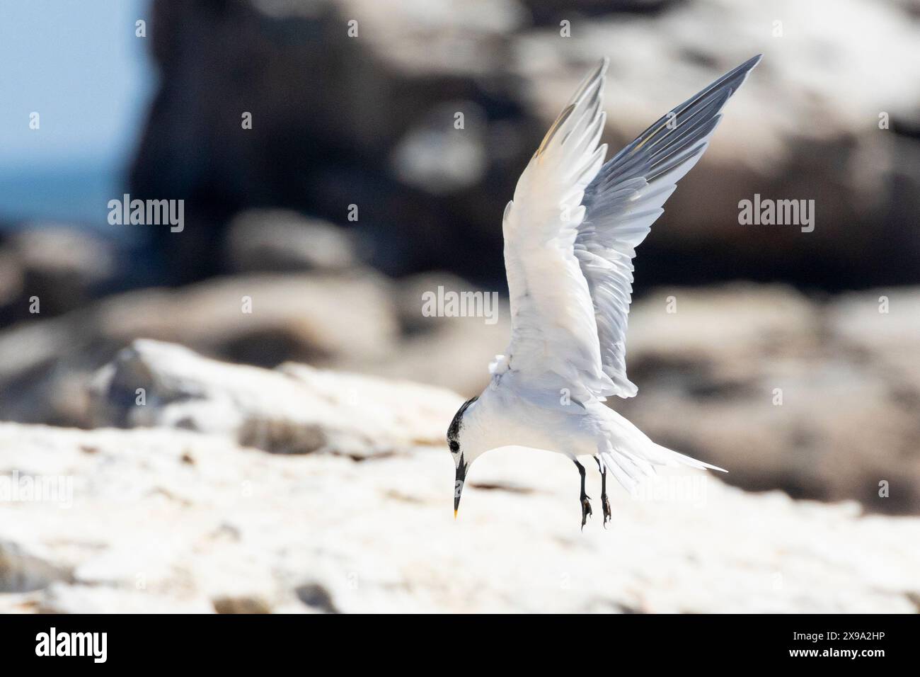 Sandwich Tern (Thalasseus sandvicensis) flying, in flight, Bird Island ...