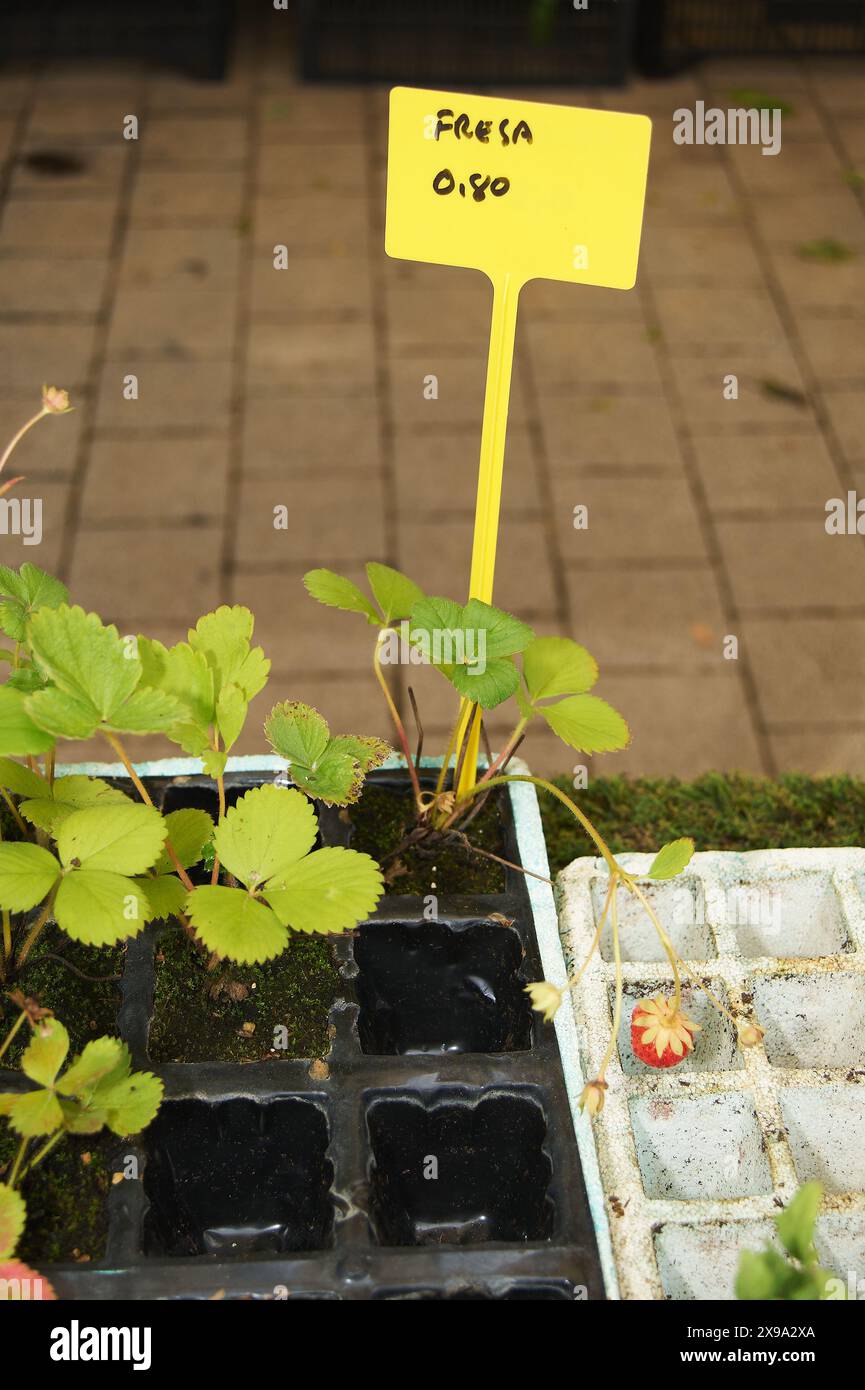 Plant stall seedlings hi-res stock photography and images - Alamy
