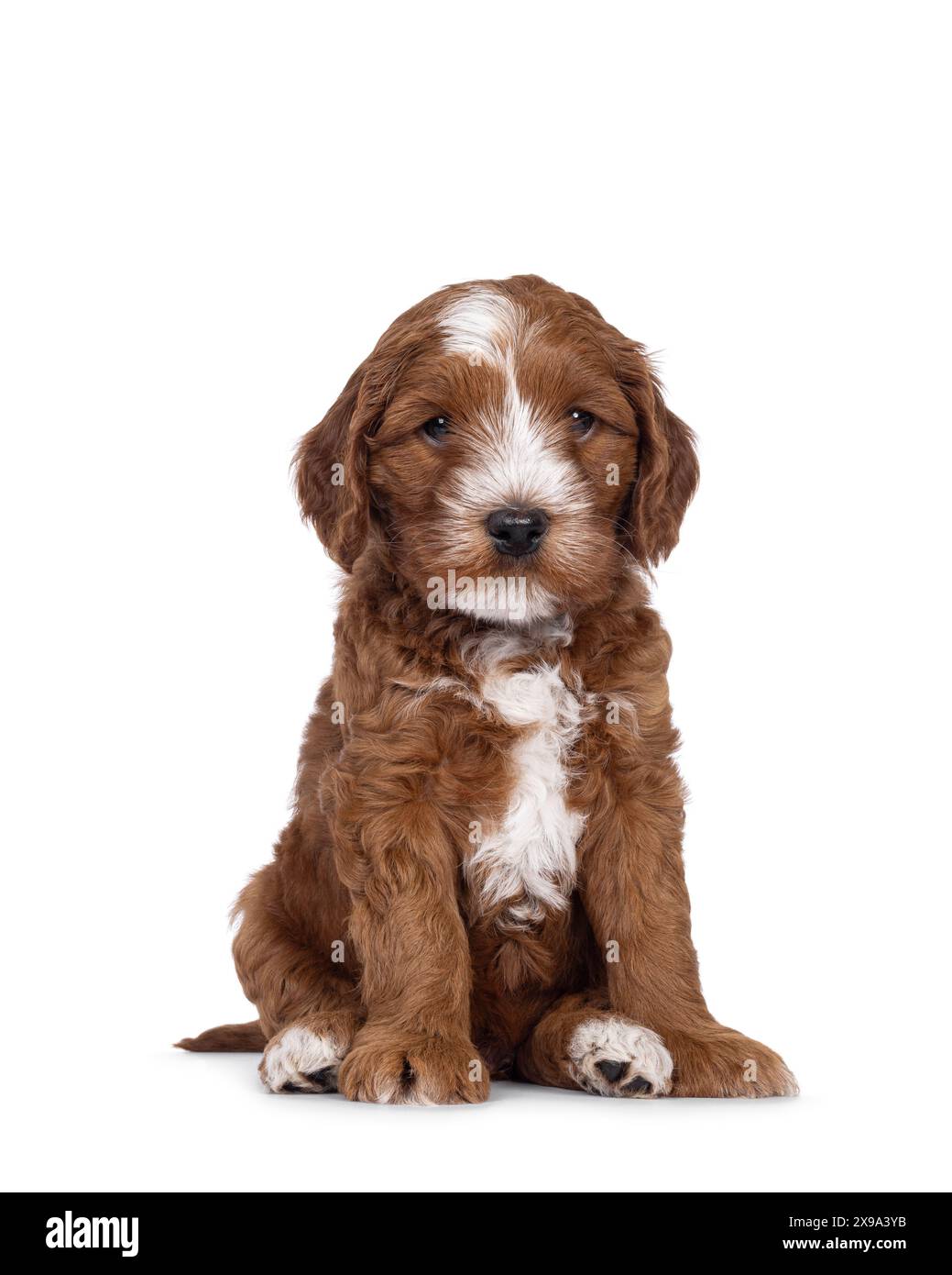 Cute tuxedo Labradoodle aka Cobberdog pup, sitting up facing front ...