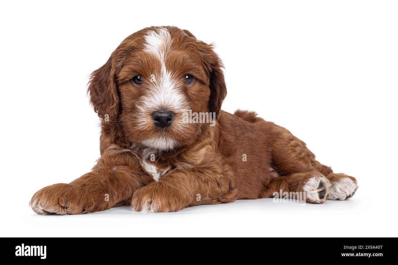 Cute tuxedo Labradoodle aka Cobberdog pup, laying down side ways ...
