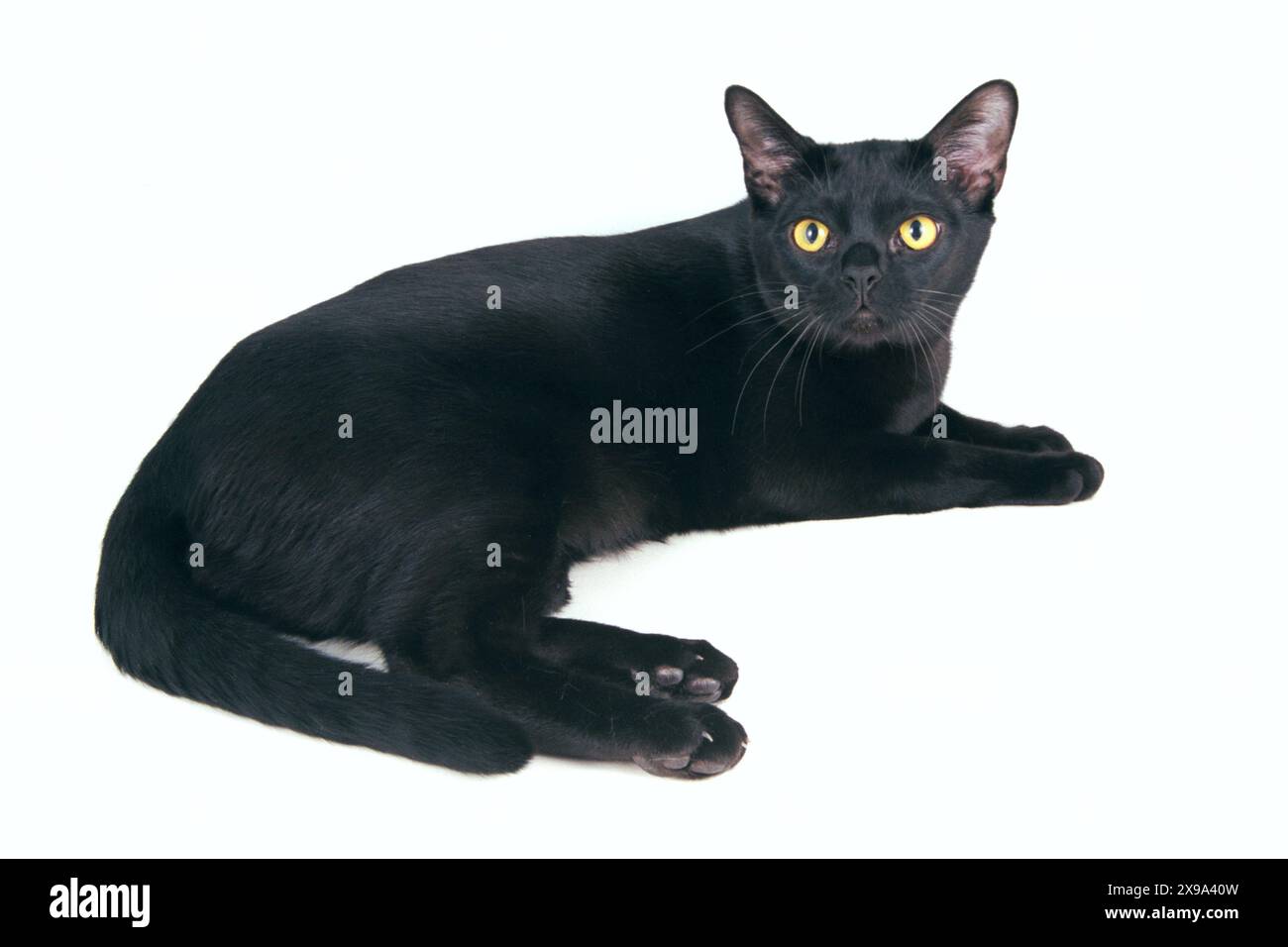Portrait shorthair bombay cat Cut Out Stock Images & Pictures - Alamy
