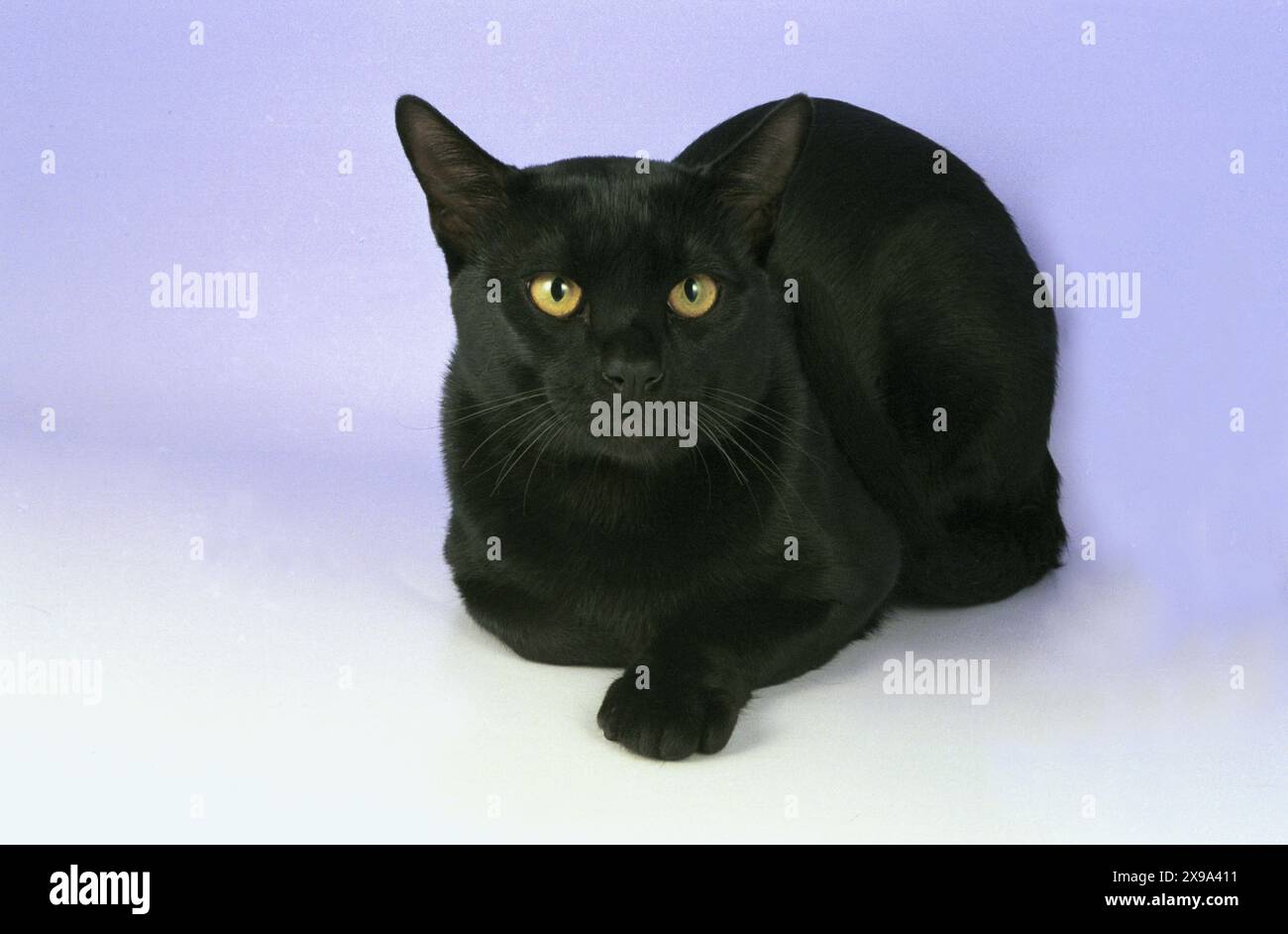 Asian Bombay Cat Stock Photo - Alamy
