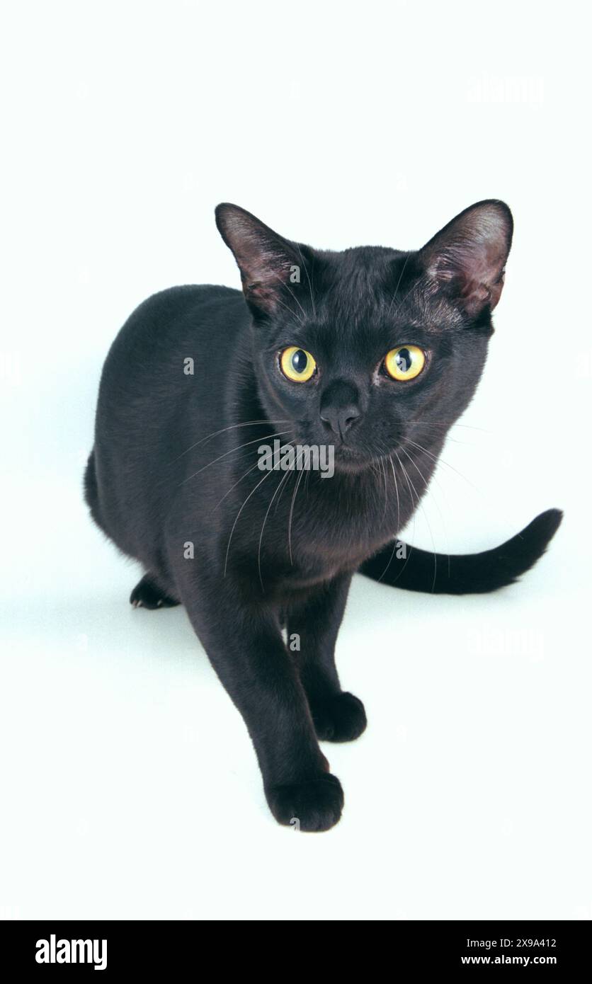 Asian Bombay Cat Stock Photo - Alamy