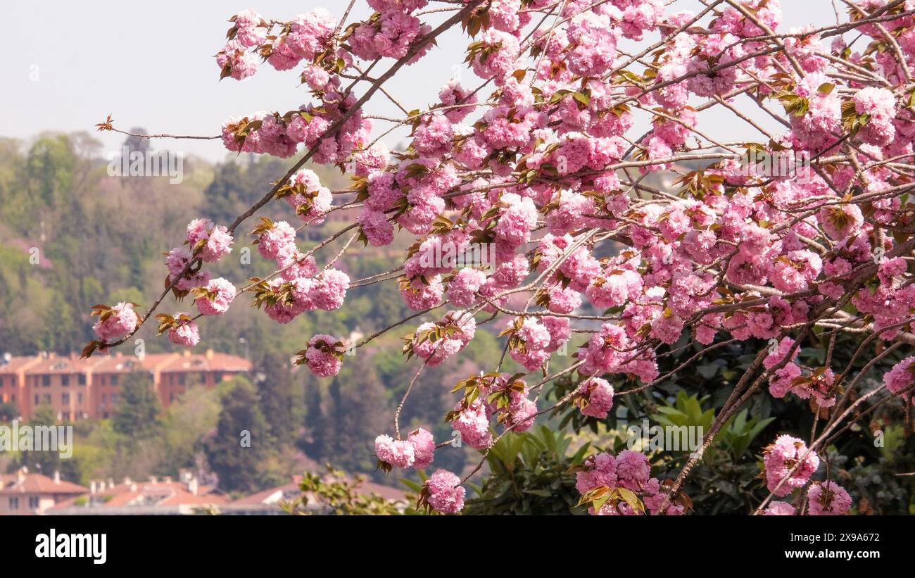Close up cherry blossom sakura tree in Istanbul with house background ...