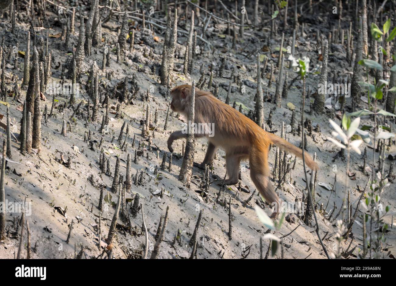 Rhesus monkey in Sundarbans.this photo was taken from Sundarbans ...