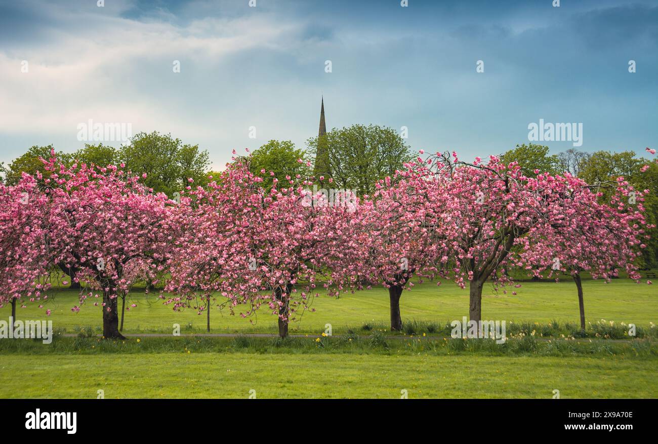 Harrogate Stray and its pink cherry blossom trees Stock Photo - Alamy