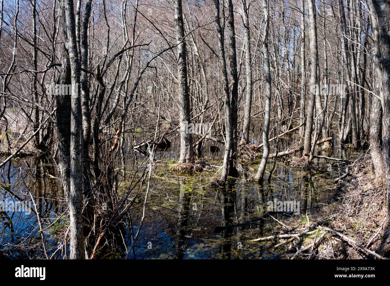 SUNKEN FOREST, HÖCKBÖLE NATURE RESERVE, ÅLAND: A beautiful sunken ...