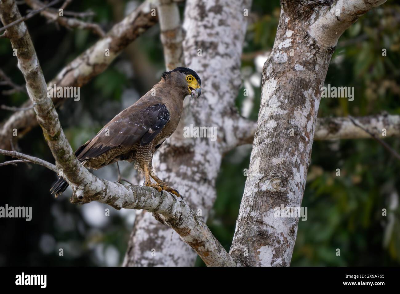 Crested Serpent-eagle - Spilornis cheela, beautiful colored bird of ...