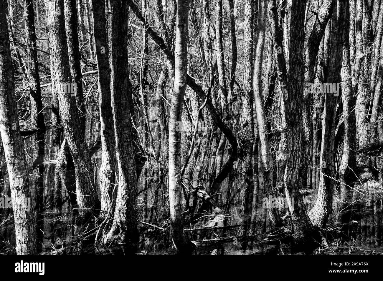 SUNKEN FOREST, HÖCKBÖLE NATURE RESERVE, ÅLAND: A beautiful sunken ...