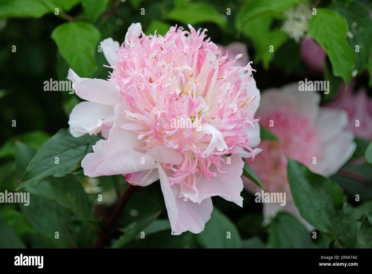 White and pale pink double peony paeonia ‘Do Tell’ in flower Stock ...
