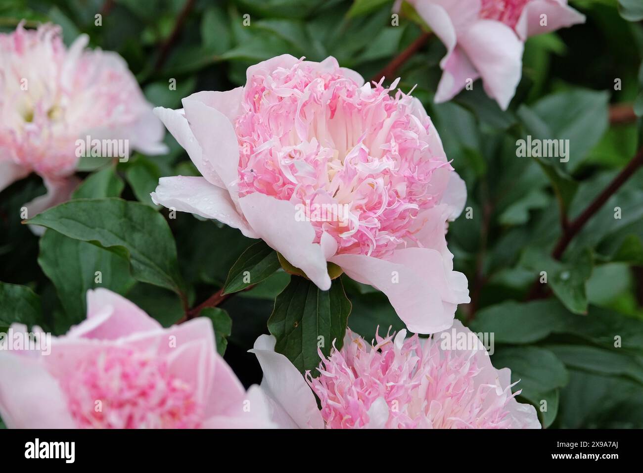 White and pale pink double peony paeonia ‘Do Tell’ in flower Stock ...