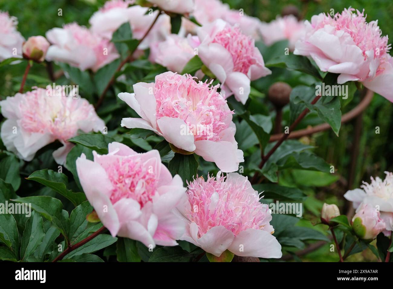 White and pale pink double peony paeonia ‘Do Tell’ in flower Stock ...