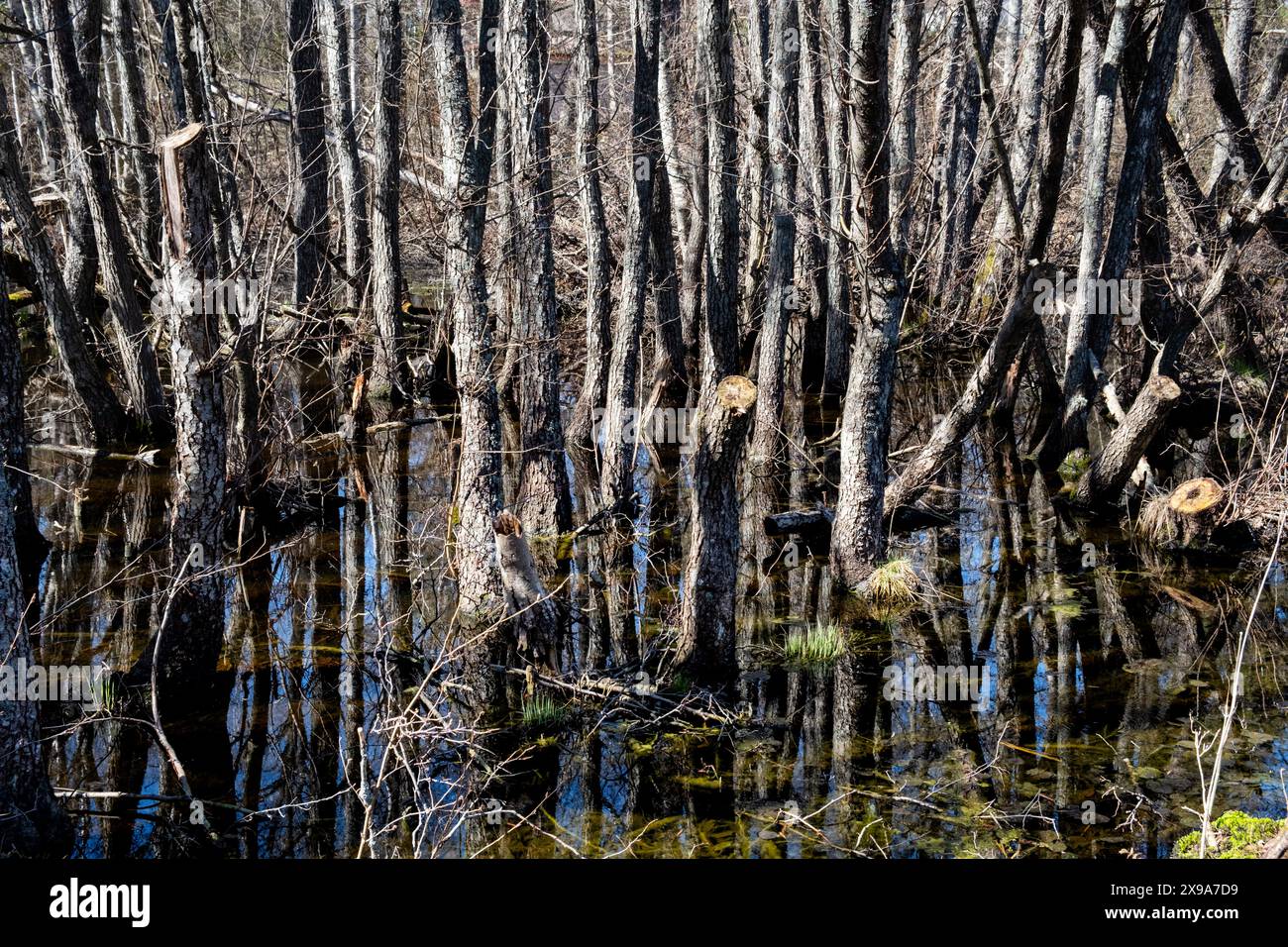 SUNKEN FOREST, HÖCKBÖLE NATURE RESERVE, ÅLAND: A beautiful sunken ...