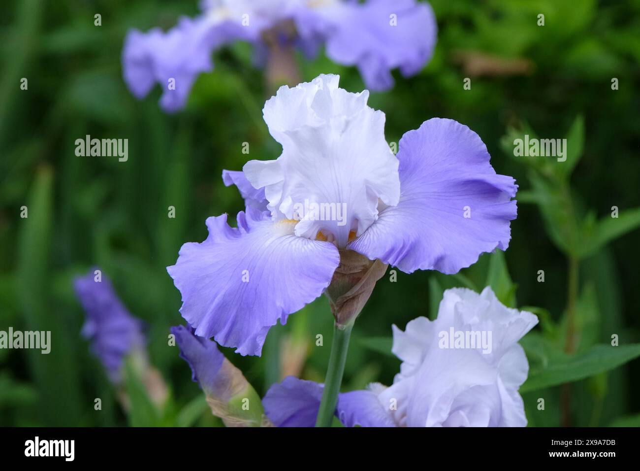 Lilac purple and white Bearded Iris ‘Lark Rise’ in flower Stock Photo ...