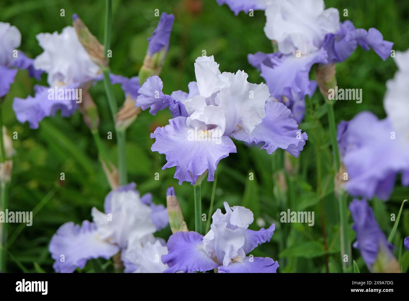 Lilac purple and white Bearded Iris ‘Lark Rise’ in flower Stock Photo ...