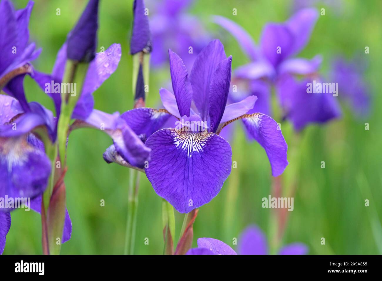 Deep blue Iris sibirica, or Siberian flag iris, ‘Caesar's Brother’ in ...