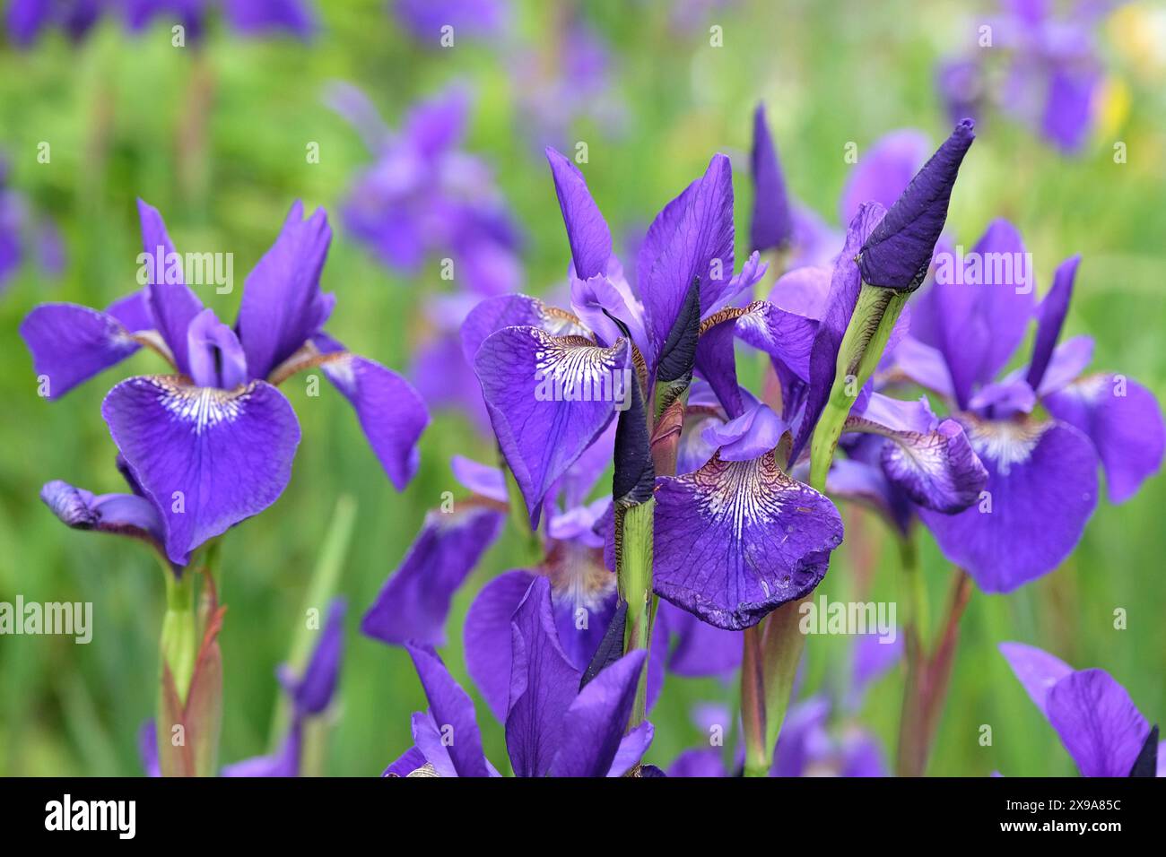 Deep blue Iris sibirica, or Siberian flag iris, ‘Caesar's Brother’ in ...