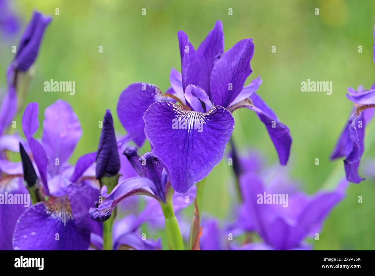 Deep blue Iris sibirica, or Siberian flag iris, ‘Caesar's Brother’ in ...