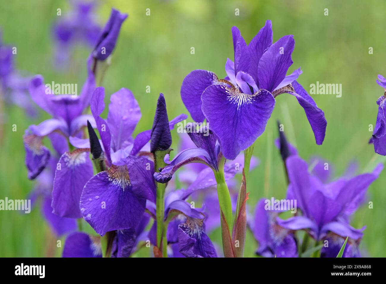 Deep blue Iris sibirica, or Siberian flag iris, ‘Caesar's Brother’ in ...
