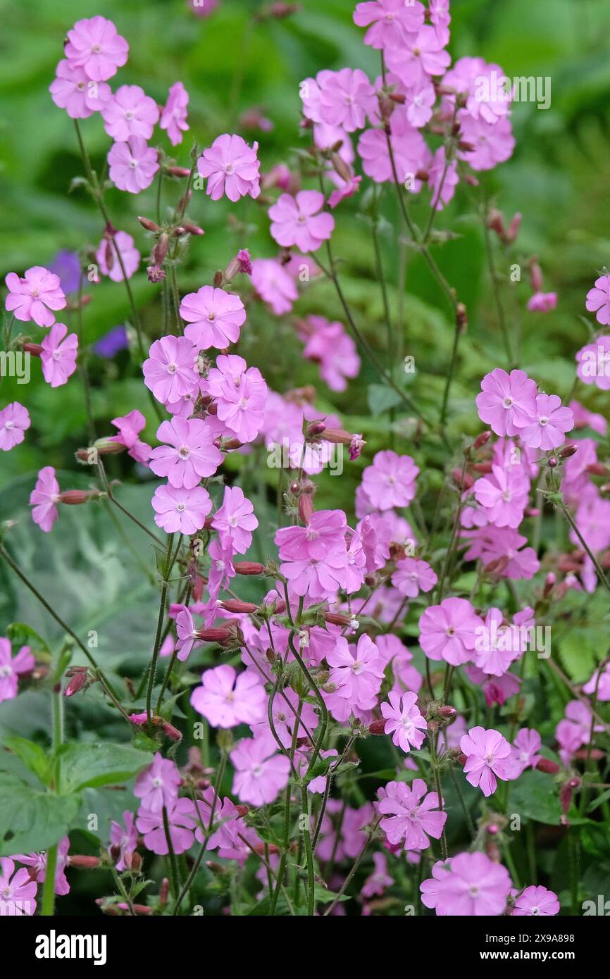 Silene pink blooms flower hi-res stock photography and images - Alamy