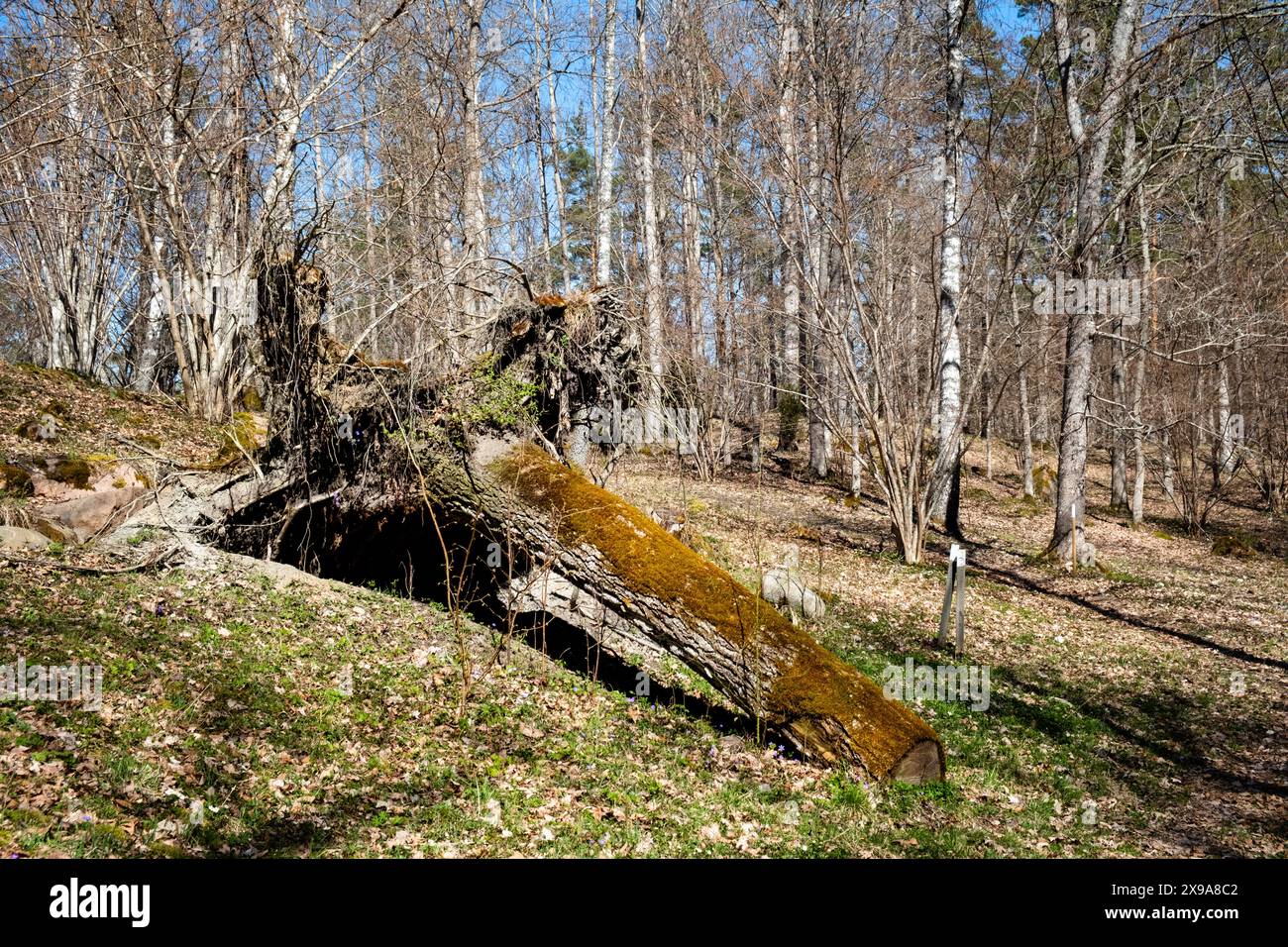 PHALLIC TREE, HÖCKBÖLE NATURE RESERVE: A funny looking fallen tree ...