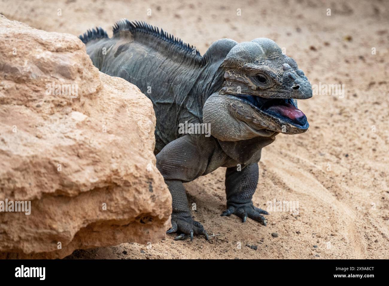 Wildlife Der Oasis Zoo auf Fuerteventura setzt sich stark für die ...