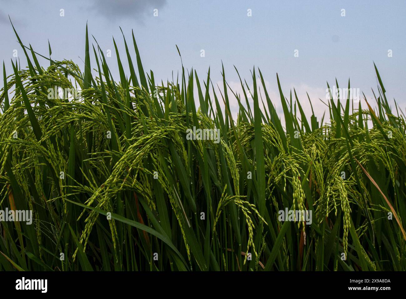 May 30, 2024, Kulon Progo, Yogyakarta, Indonesia: Yellowed rice fields ...