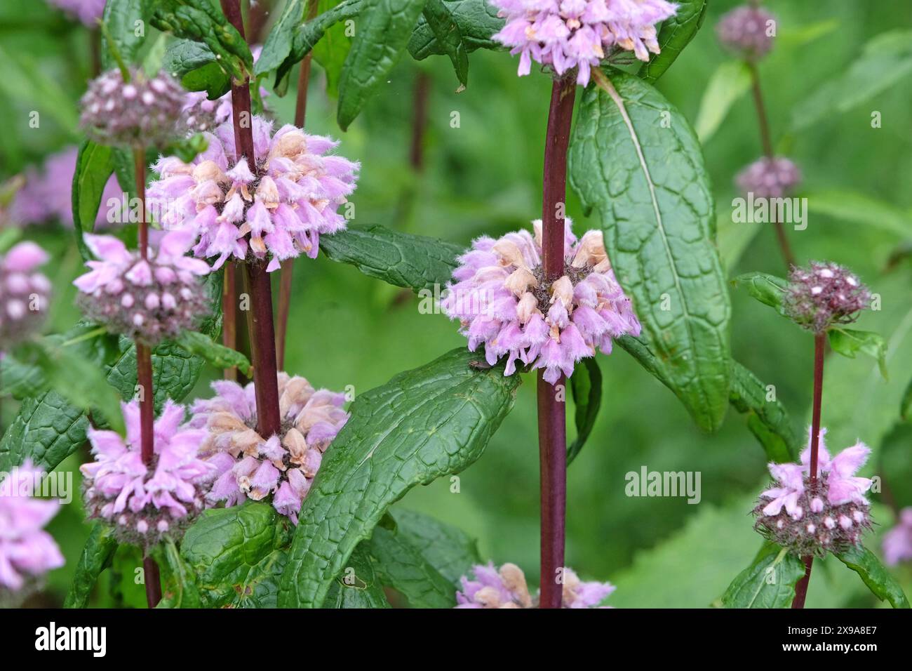Pink Phlomoides tuberosa, sage leaf mullein ‘Amazone’ in flower Stock ...