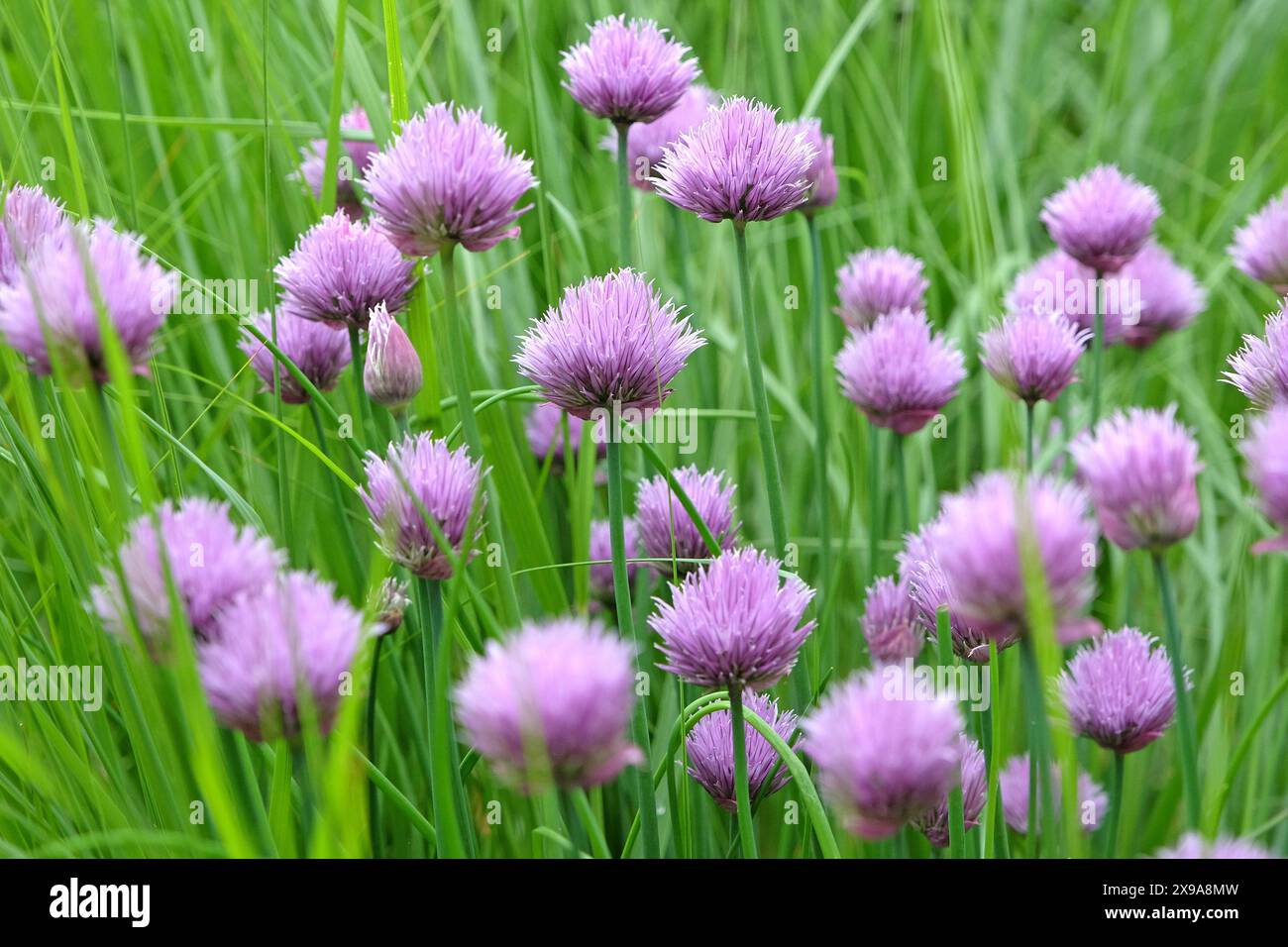 Purple Allium schoenoprasum, wild chives, in flower Stock Photo - Alamy