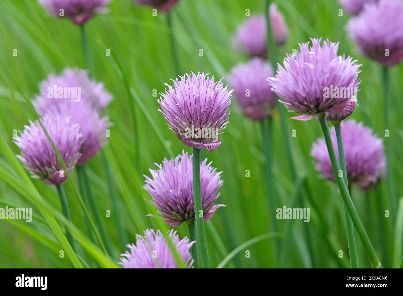 Purple Allium schoenoprasum, wild chives, in flower Stock Photo - Alamy