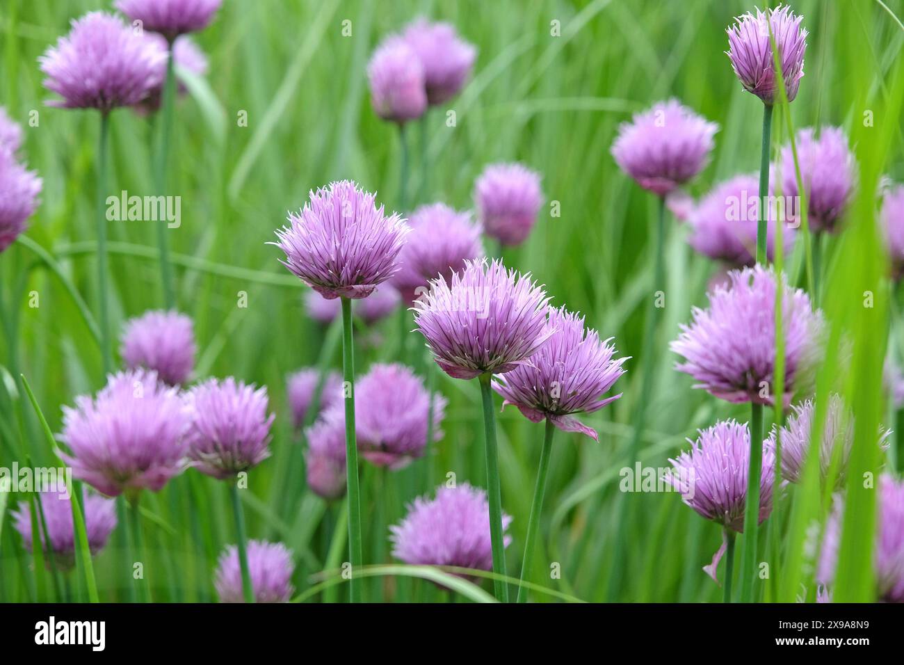 Purple Allium schoenoprasum, wild chives, in flower Stock Photo - Alamy