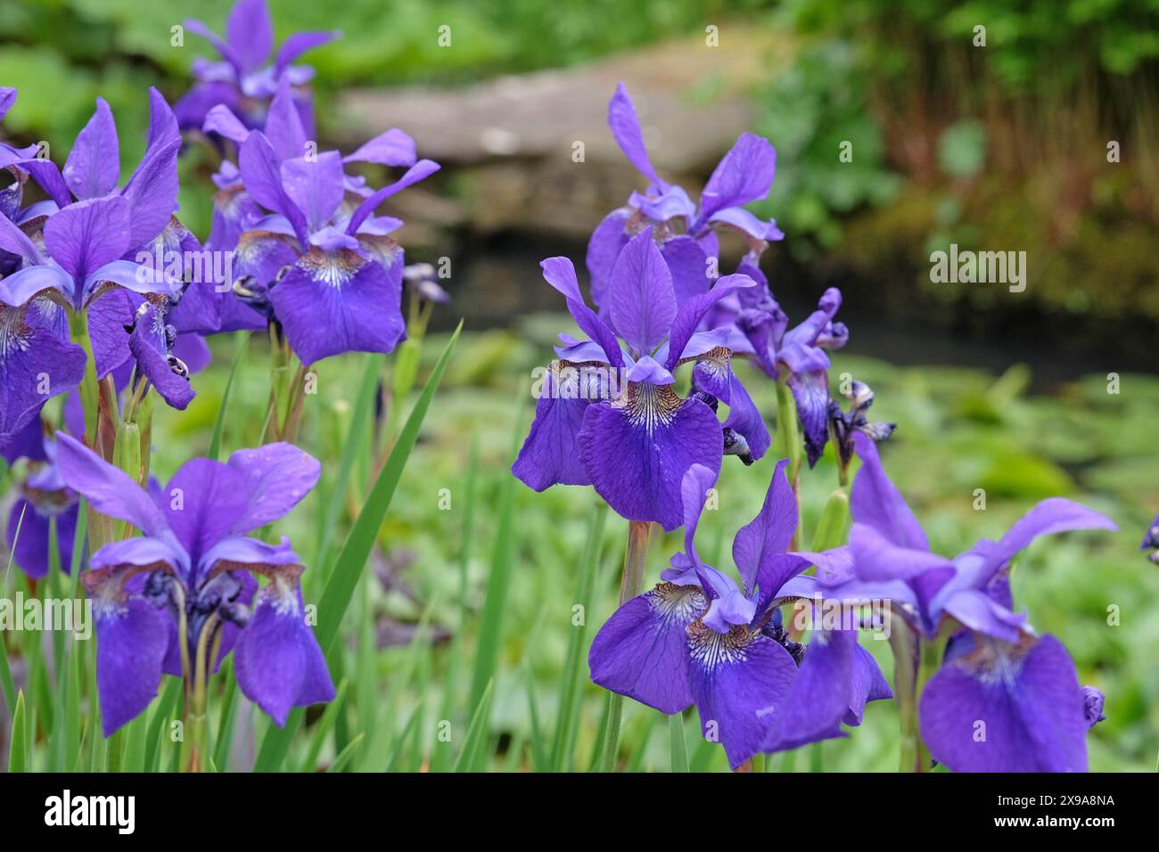 Deep blue Iris sibirica, or Siberian flag iris, ‘Caesar's Brother’ in ...