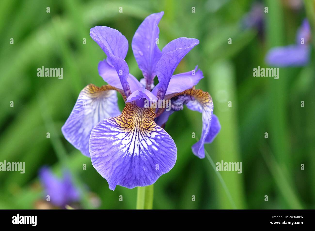 Pale blue Siberian flag iris, Sibirica Iris ‘Heavenly Blue’ in flower ...