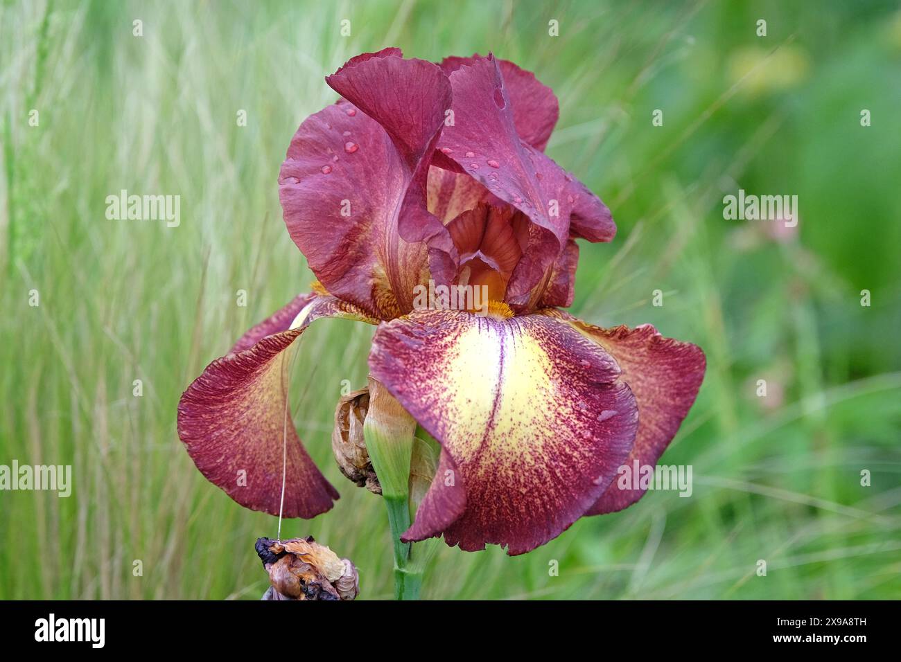 Burgundy red and pale yellow bearded iris ‘Kent Pride’ in flower Stock ...