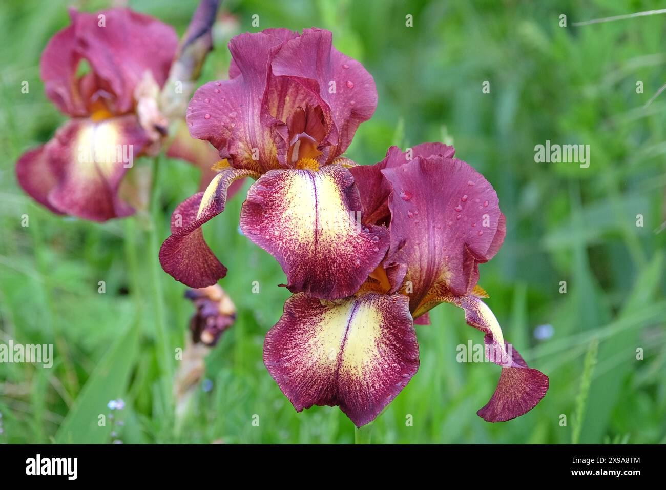Burgundy red and pale yellow bearded iris ‘Kent Pride’ in flower Stock ...