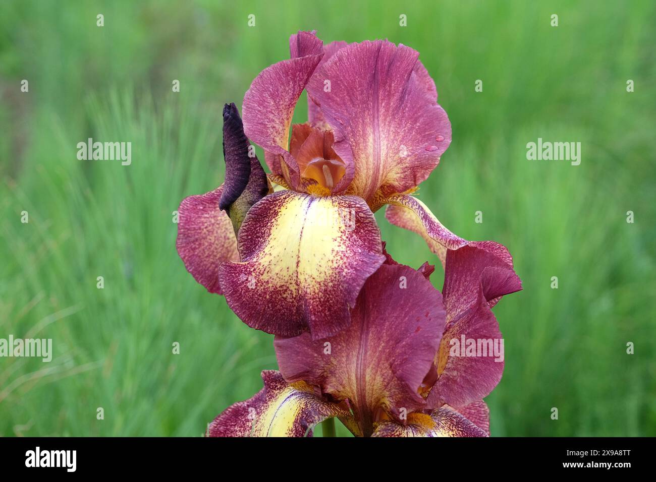 Burgundy red and pale yellow bearded iris ‘Kent Pride’ in flower Stock ...