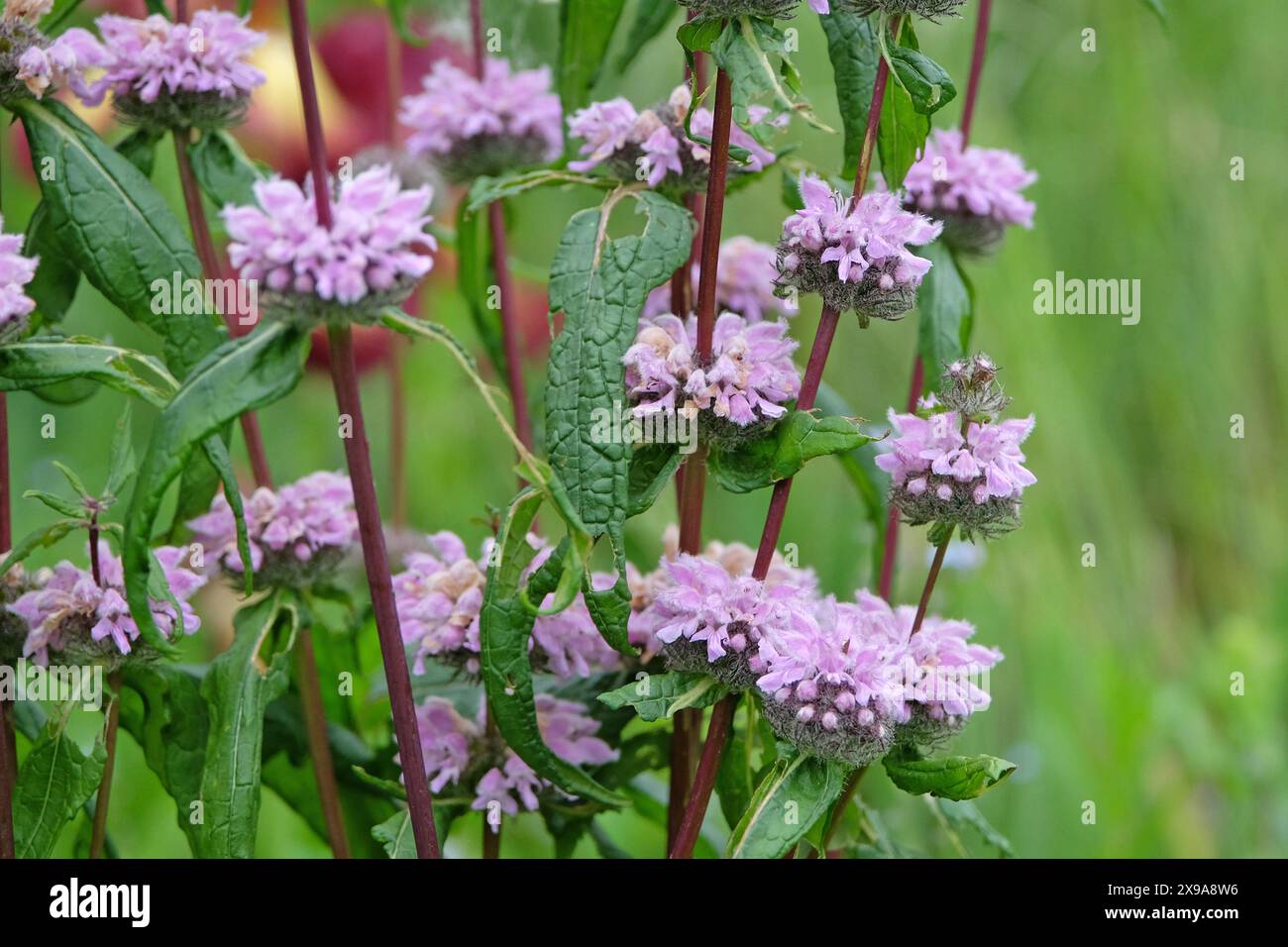 Pink Phlomoides tuberosa, sage leaf mullein ‘Amazone’ in flower Stock ...