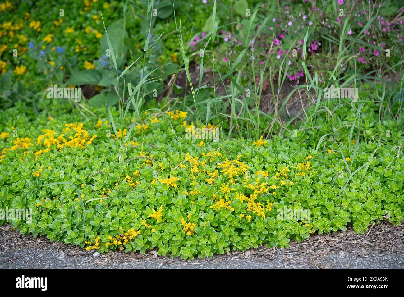 Eton, UK. 30th May, 2024. Some verges in Eton, Windsor, Berkshire are ...