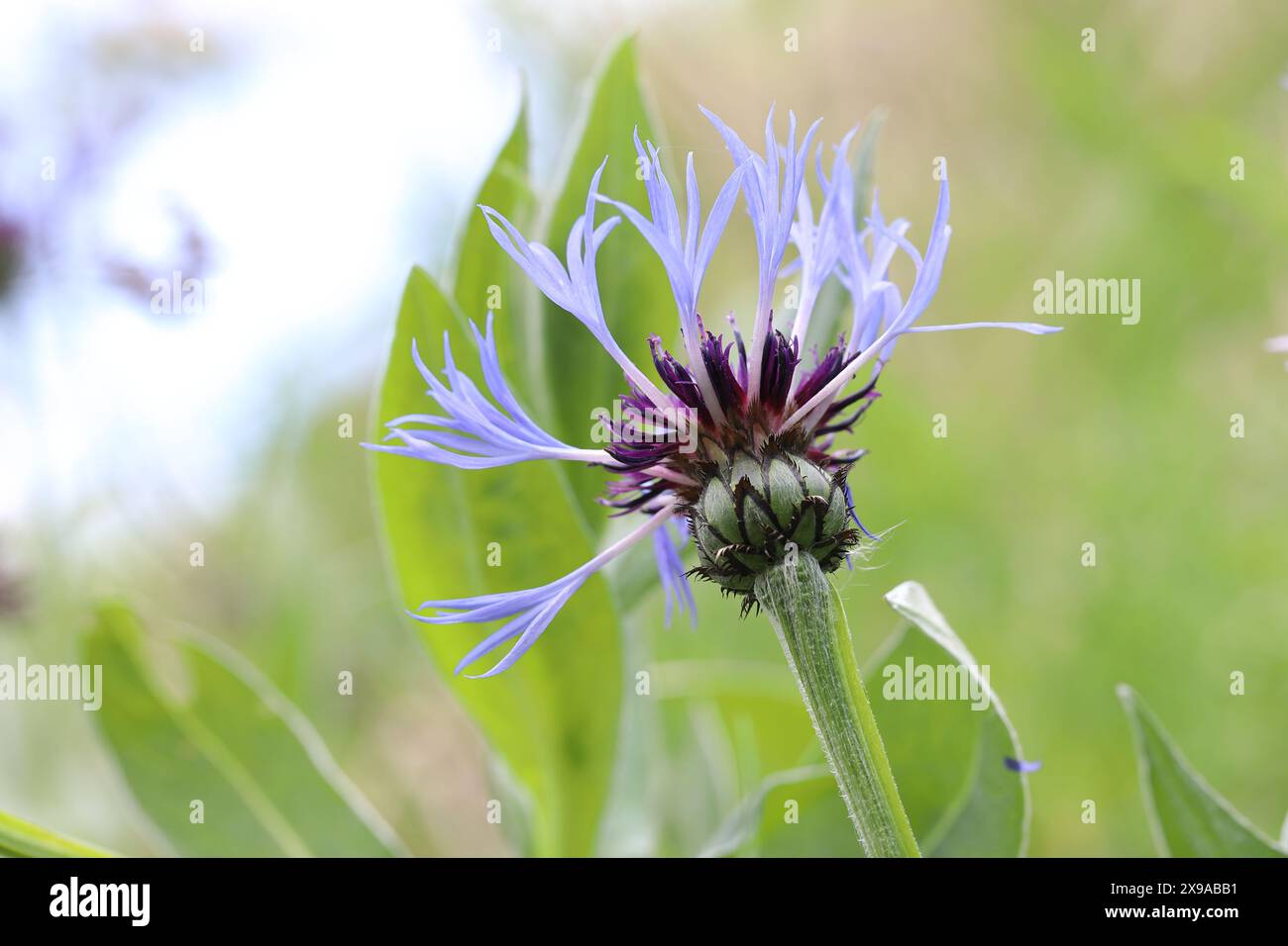 Close-up of a blooming Centaurea Montana against a bright natural ...