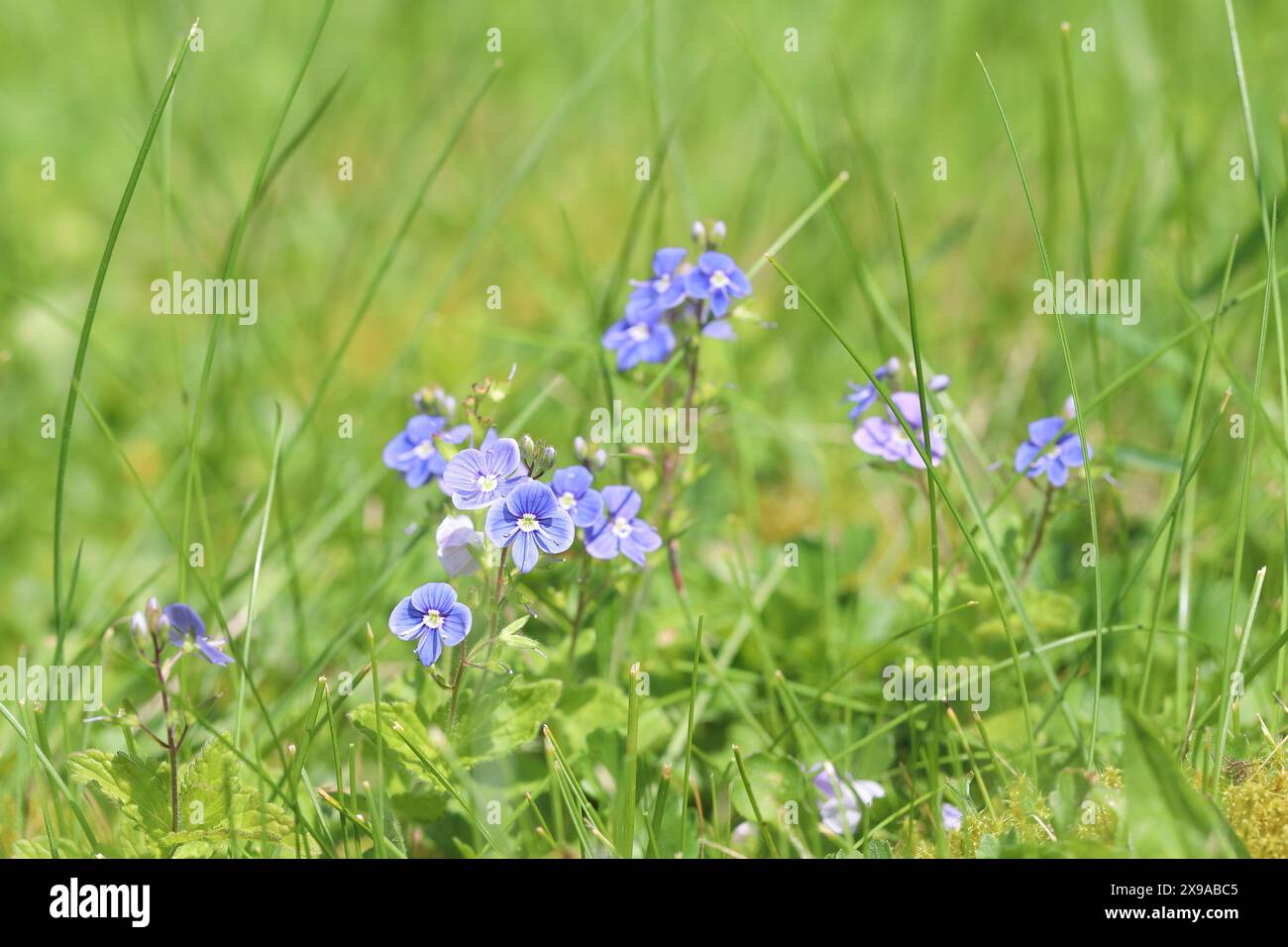 Close-up of a group of pretty blue flowering veronica plants between ...