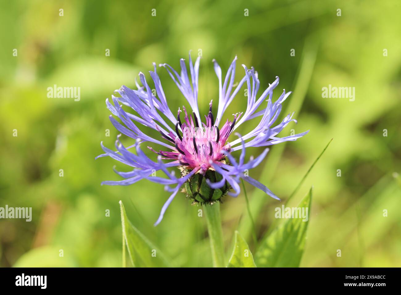 Close-up of a Centaurea Montana flower against a blurry green ...