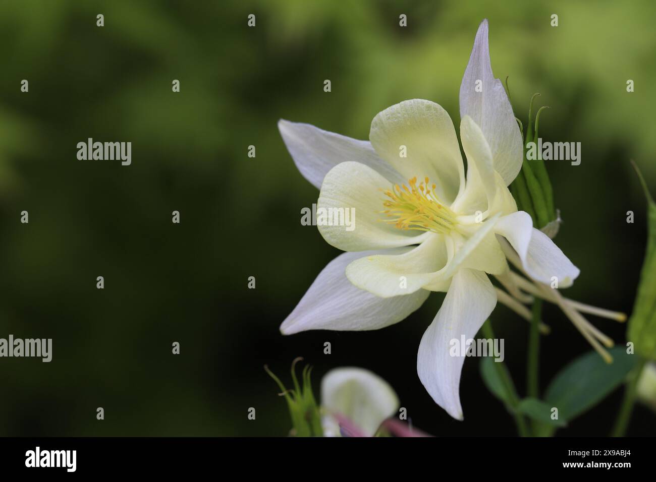 Long spurred flowers hi-res stock photography and images - Alamy