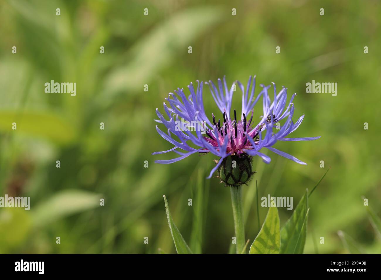 close-up of a beautiful centaurea montana flower, side view, copy space ...
