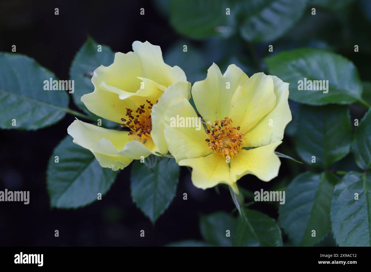 Shrub rose dukat mella hi-res stock photography and images - Alamy